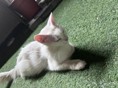 قط الانجورا التركي العمر 10شهر موقع حراج