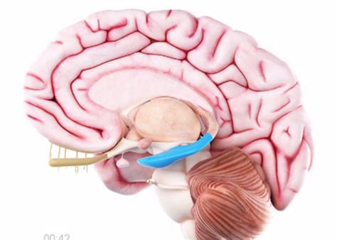 Declarative Memory Flashcards Quizlet