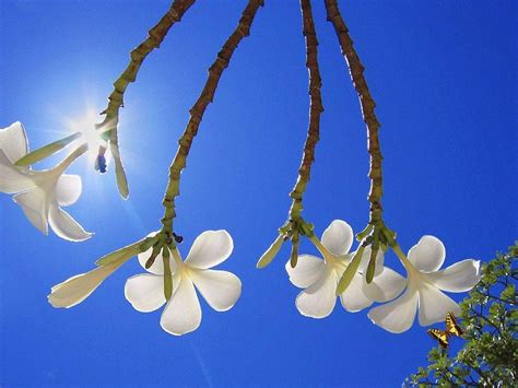 Flower 75 รูปภาพดอกไม้สวยๆ