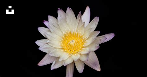 검은색 바탕에 흰색과 노란색 꽃 사진 Unsplash의 무료 백합 이미지