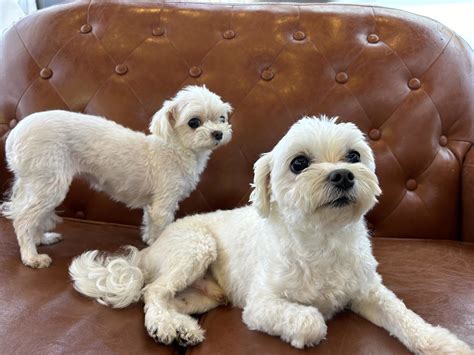 말티즈 패티쌤이 달마시안 시고르자브종 슈나우저 폼스키 비글 스핑크스 풍산개 말라뮤트 꼬동드툴레아 파피용 개종류 봄베이 진돗개분양 셰퍼드 미니핀 화이트테리어 도그마루