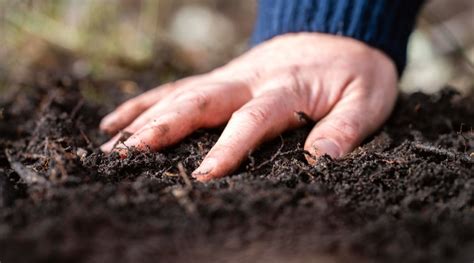 Should I Sterilize Compost Before Use