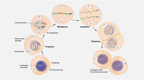 Mitosis And Meiosis A Comparative Venn Diagram Analysis