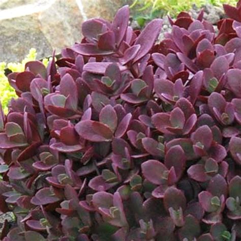 Sedum Firecracker 247plants