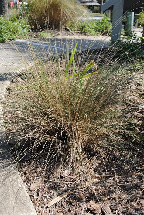 Muhly Grass — Native Plants Of Ryckman Park