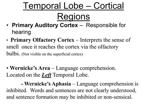 Physiology Of Cerebral Cortex Cerbral Cortexppt Physiology Of Cerebral Cortex Cerbral Cortexppt