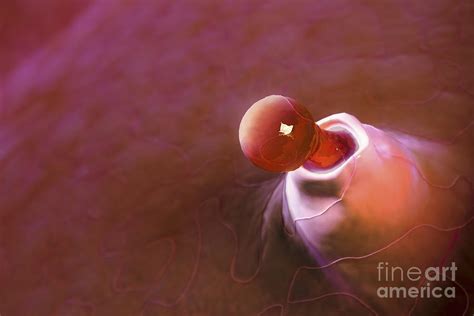 Ovulation Photograph By Science Picture Co Fine Art America