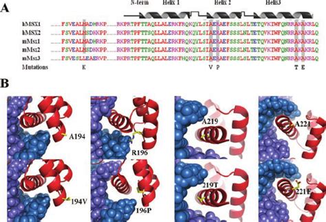 sequence alignments and 3d structure prediction a protein sequence
