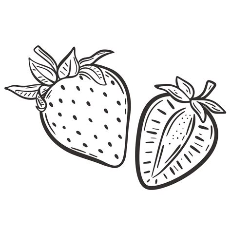Strawberry Whole And Half Sketch Vector Illustration 6792576 Vector Art At Vecteezy