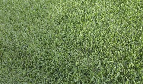 St Augustine Grass Varieties And Where They Are Best Suited Insightweeds