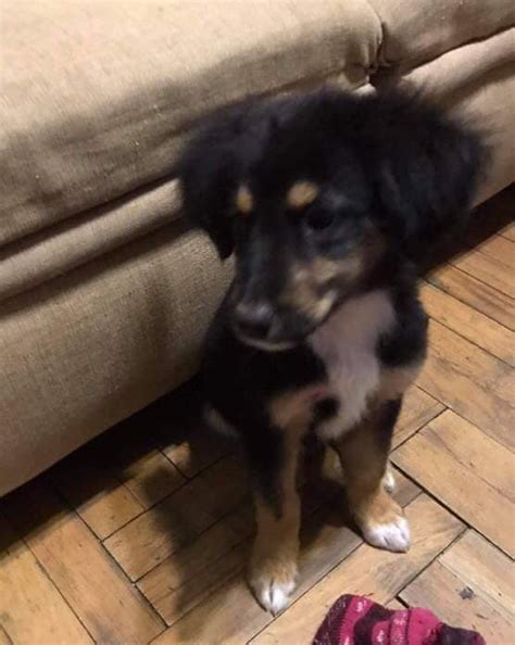 ცხოველების გაჩუქება Added A New Photo ცხოველების გაჩუქება