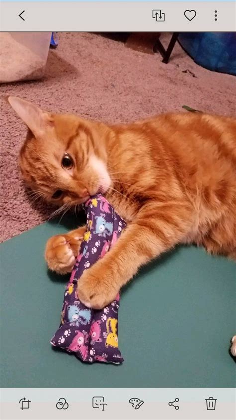 Kitty Catnip Pillow Stick Cat Toy Catnip Toy Etsy
