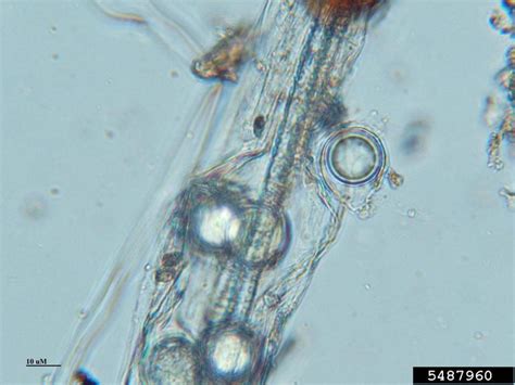 Pythium Diseases Genus Pythium