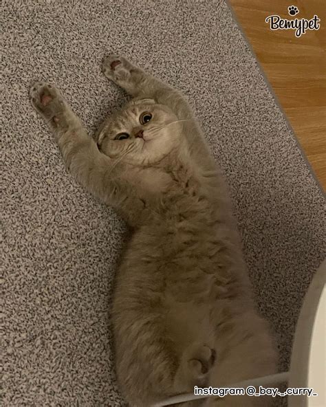 고양이 기지개 집사를 보고 켠다면 애정 표현이야 비마이펫 라이프