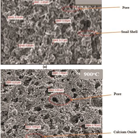 A Sem Analysis Of The Snail Shell Oven Dried At 100 °c And B Sem Download Scientific