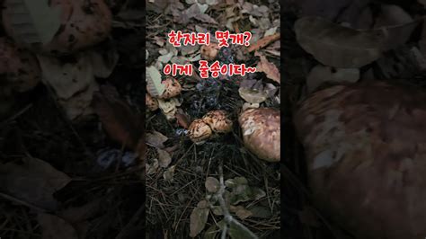 송이산행 줄송이 대박~ 식용버섯 산행 Youtube