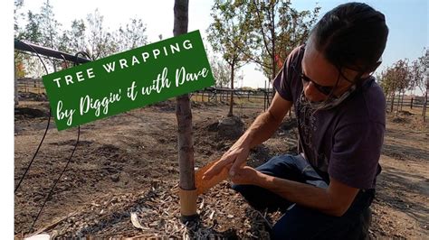 Wrap Your Tree For Winter Protection Pine Lane Nursery