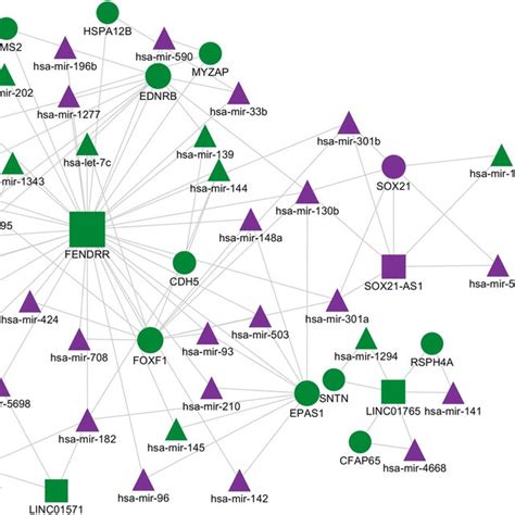 The Lncrna Mirna Mrna Cerna Network Constructed From Degs Purple