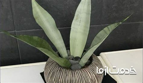 سانسوریا علت رشد نکردن سانسوریا خدمت از ما