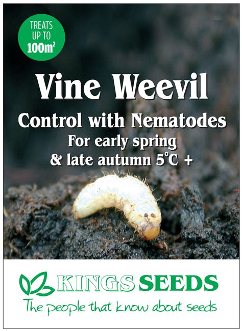 Vine Weevil Control Nematodes Low Temperature 5° Treats Up To 100m²