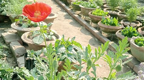 পপি ফুল গাছের যত্ন Youtube