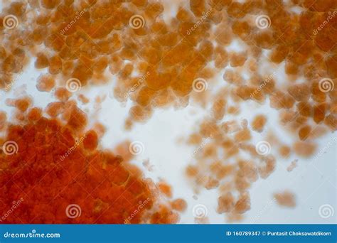 Adipose Tissuebody Fatsimply Fat Is A Loose Connective Tissue Under The Microscopic Royalty