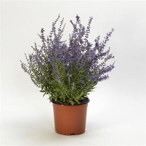 Perovskia Atriplicifolia Bluesette Russian Sage Siteone