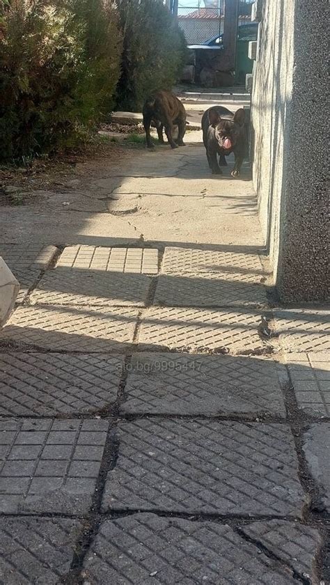 Продавам куче Други редки породи 3 месеца Мъжко Черно с малко бяло