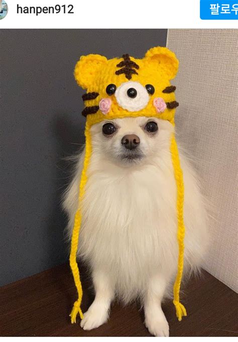 호랑이 모자 다나와 Dpg는 내맘을 디피지