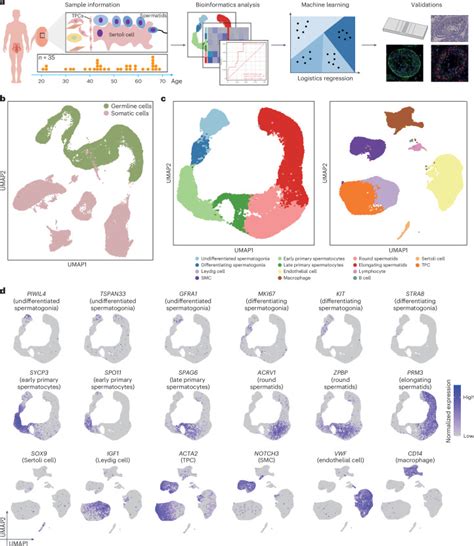 Single Cell Transcriptomic Atlas Of The Human Testis Across The Reproductive Lifespan Pmc