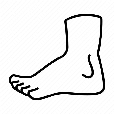 foot anatomy muscle ankle bone png clipart anatomy an