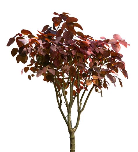 Garden Tree With Red Leaf Isolated 30227145 PNG