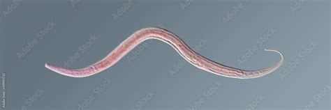Nematode Roundworm Stained Under The Phase Contrast Microscope Stock