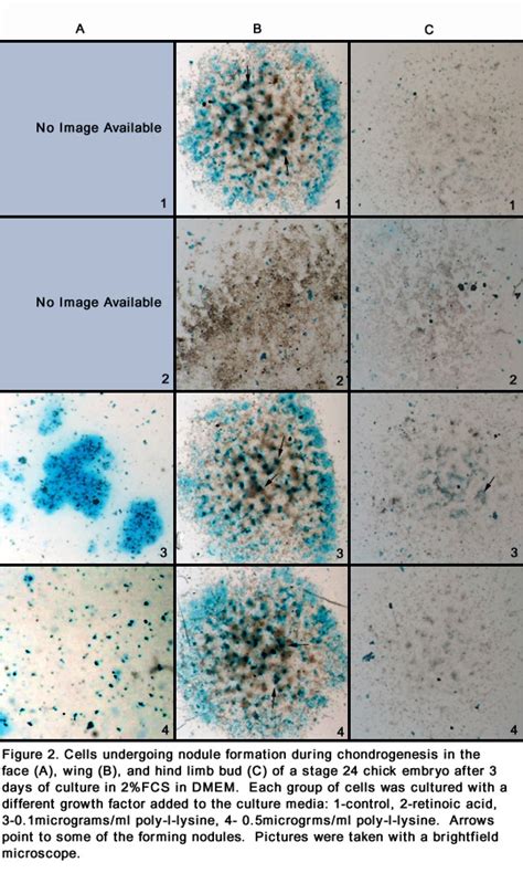 Developmental Biology In Vitro Chondrogenesis