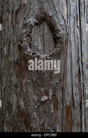 Knot In A Tree Trunk Stock Photo Alamy