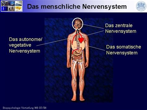 Autonomes Nervensystem Bersicht Das Menschliche Nervensystem Das Autonome