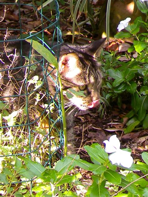 Cats In Gardens Catnip Addiction
