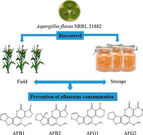 Life Cycle Of Aflatoxigenic Fungi Aspergillus Flavus In
