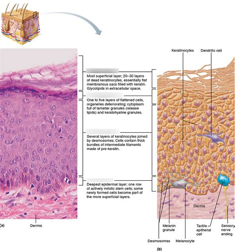 Skin Integument Diagram Quizlet