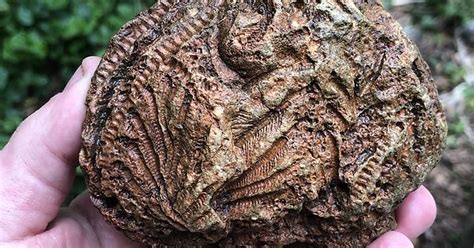 Fossils Found In Northwest Arkansas Crinoid Flower Maybe Album On Imgur