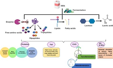 Influence Of Fermentation Process LaB Strain On Major Components Of Milk Download