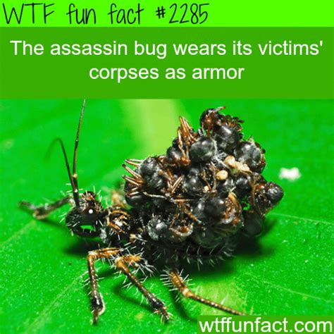 The Assassin Bug Wears It S Victims