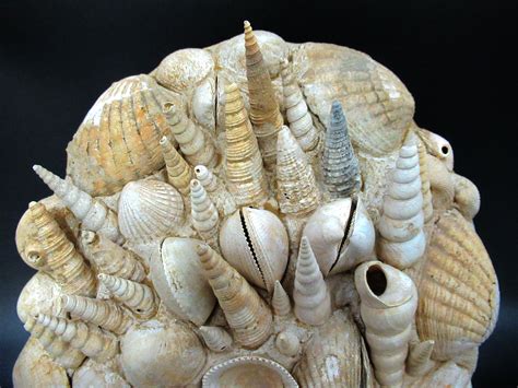 Gastropod And Bivalve Plate 2 France Fossils For Sale Gastropod And Bivalve Plate 2 France Fossils For Sale
