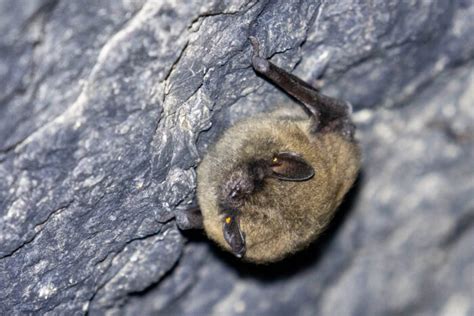 Eastern Small Footed Bat
