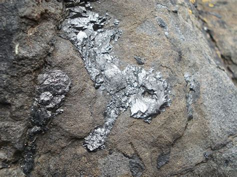 Coal UK Fossil Collecting