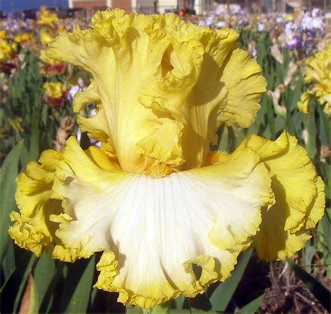 Suttons Iris Gardens 2017 Intros In The Irises Forum
