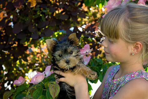 7 Razas De Perros Pequeños Y Peludos Ideales Para Apartamento O Casa Chica