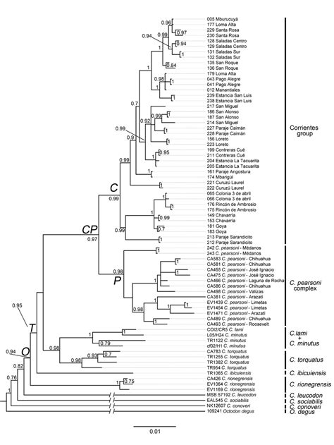 Bayesian Inference Phylogenetic Tree Based On Concatenated Sequences Of Download Scientific