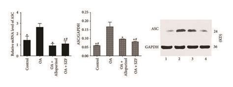 Szf Inhibited The Activation Of The Nlrp3 Asc Caspase 1 Axis By