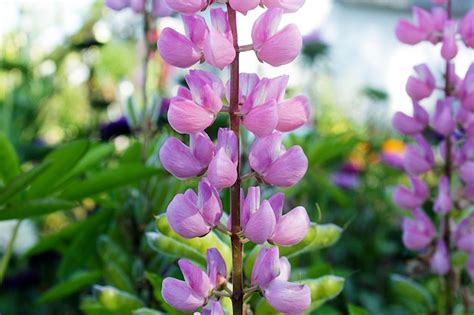 Premium Photo Lupine Field With Pink Purple And Blue Flowers Bunch Of Lupines Summer Flower